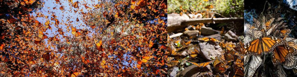 Monarch Butterfly, Mexico - BeforeTrek